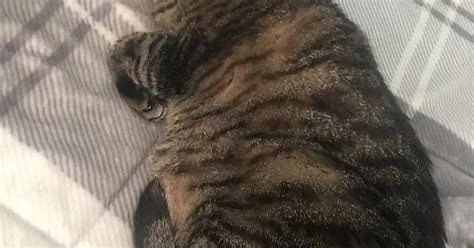 Catato Album On Imgur