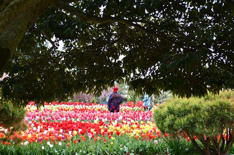 꽃지해안공원 코리아플라워파크에서 안면도 튤립축제로 펼쳐지는 태안세계튤립꽃박람회 2024
