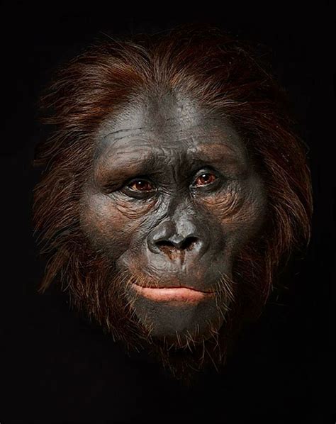 Extinct Australopithecus Afarensis Prehistoric Man Human Evolution