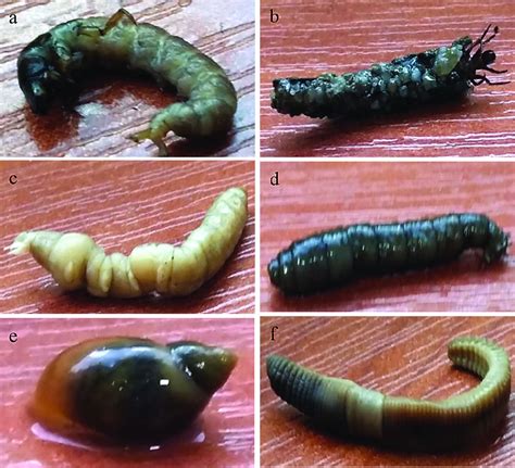 Selected Macroinvertebrate Taxa Occurring In The Benthic Zone Of The Download Scientific