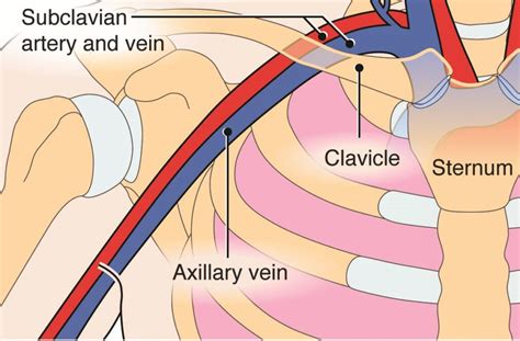 Subclavian Line Anatomy