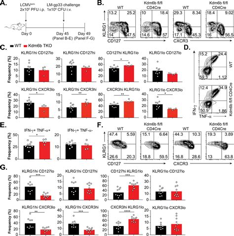 Kdm6b Regulates The Generation Of Effector Cd8 T Cells By Inducing Chromatin Accessibility In