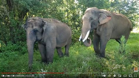 New Friends Join Ernas Elephants News From Eai