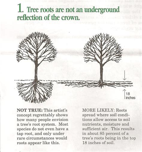 Understanding Roots Artofit