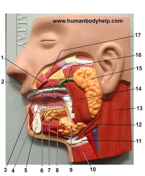 Submandibular Gland Anatomy