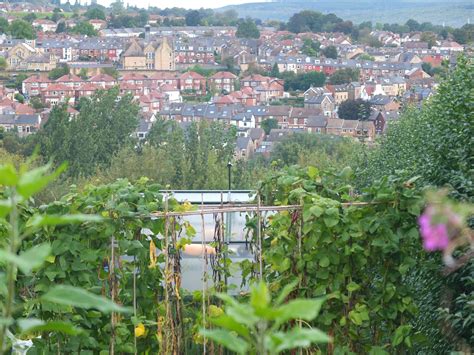 Bees And Hoverflies Are Key To Growing More Fruit And Veg In Cities Newresearch Trendradars