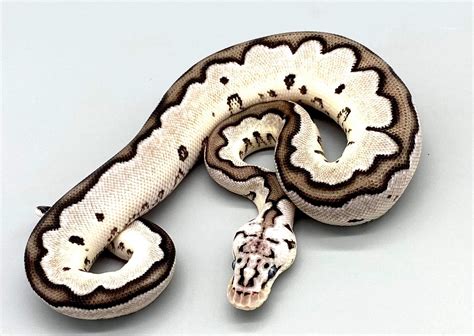 axanthic vpi ball python traits morphpedia
