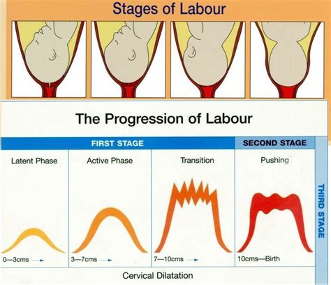 Stages Of Labor 2 Labor Diagram Stages Of Labor Chart Birth Labor