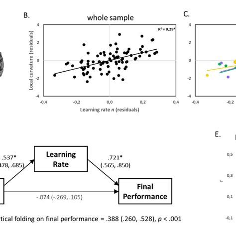 Cortical Folding Predicts Learning Download Scientific Diagram