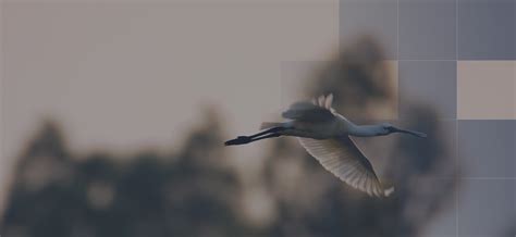 Bird Mortality Risk Conflict Mapping Of Birds And The Grid In Hungary Renewables Grid Initiative