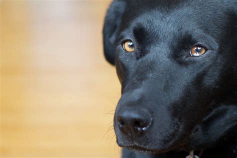Kostenlose Foto Welpe Schwarz Wirbeltier Labrador Retriever