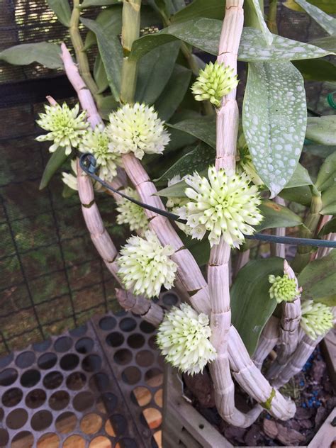 Dendrobium Purpureum V Albo Fernando Setembrino Flickr