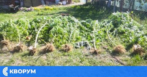 Оставиха за постоянно в ареста нарко градинаря от Калипетрово Кворум Силистра