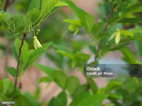 꽃 과일 커스터드 사과 나무 설탕 사과 과자 또는 아논 안노나 스쿼모사 식물 Annona Squamosa Annonaceae는 녹색 노란색 꽃 자연 배경의 흐릿한 에
