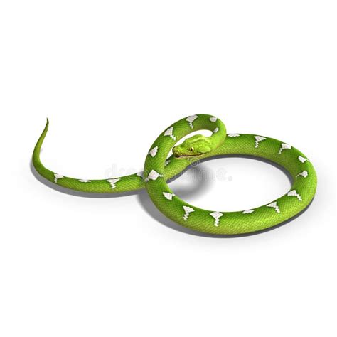 Green Tree Python Stock Illustration Illustration Of Reptile 11309675