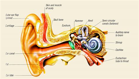 Discovering Something New Ongoing Learning How The Ear Works