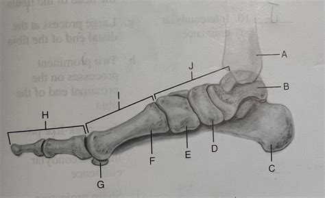 Lateral Foot Diagram Quizlet