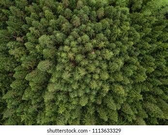 42 761 Trees In Bc Images Stock Photos Vectors Shutterstock