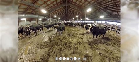 Automated Milking Of Cattle In Modern Dairy Barn On Expansive Farm