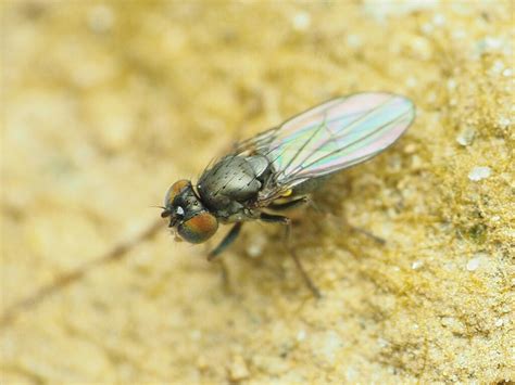 Hydrellia From Potomac Md Usa On October 1 2023 At 02 15 Pm By Katja Schulz · Inaturalist
