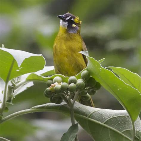 Pycnonotus Penicillatus Animaliabio의 사실 다이어트 서식지 및 사진