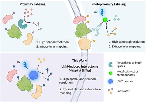 Lov Thy Neighbor Mapping Protein Interactomes By Genetically Encodable