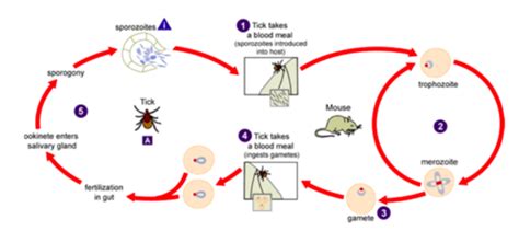 Piroplasms Babesia And Theileria Flashcards Quizlet