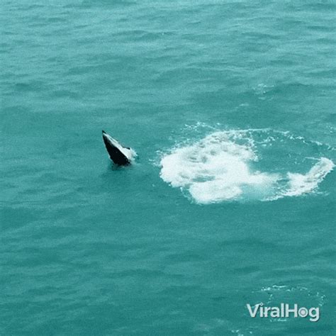 Jumping Out Of Water Dolphin  Jumping Out Of Water Dolphin