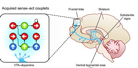 8 Rule And Sequence Learning In The Prefrontal Cortex Neurons In The