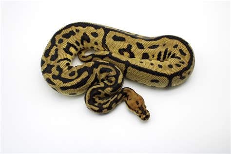 batman ball python by mk exotics morphmarket