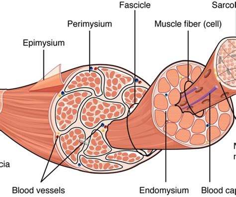 Artstation Muscle Anatomy Histology Detailed Labelled Resources