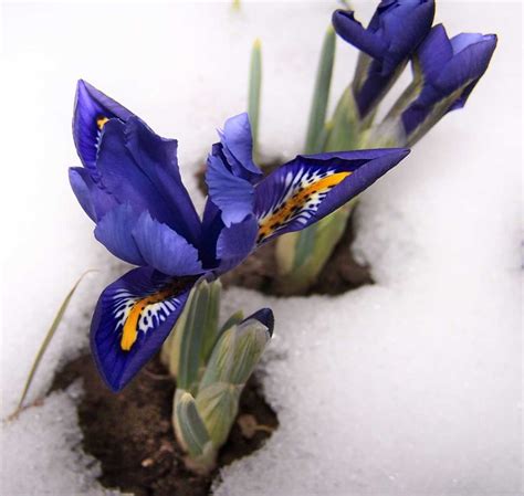 Iris Reticulata A Bulb With Zero Care And Short Early Wild Blue Flowers
