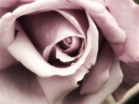 Rose By Elle Cullen On Deviantart