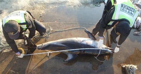 낫돌고래 길이는 1m 90cm