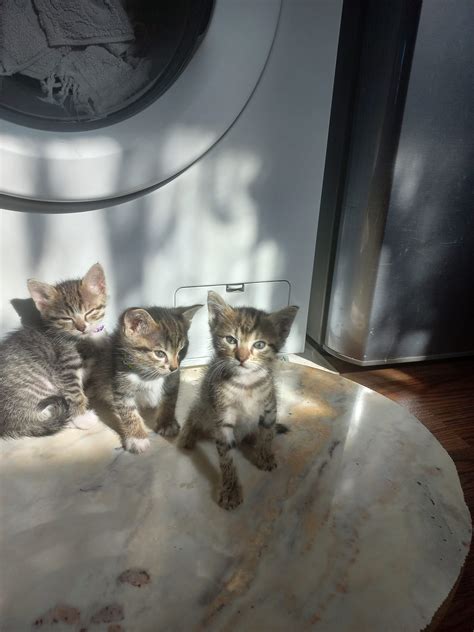 კნუტების გაჩუქება ჩუკდება კნუტები ოჯახში გაზრდილები 🥰🥰🥰სანდო ადამიანებ