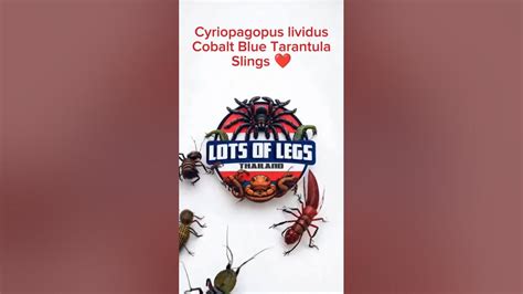 Cyriopagopus Lividus The Cobalt Blue Tarantula Slings From Eggs To Legs Tarantula