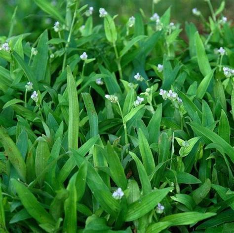 Beijing Grass Seeds Pak King Grass Murdannia Loriformis Packet Of 20