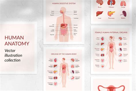 Female Human Body Diagram Of Organs