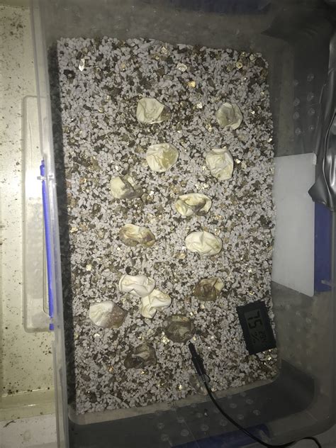 Spotted Python Eggs Need Help Or Advice Aussie Pythons And Snakes Forum