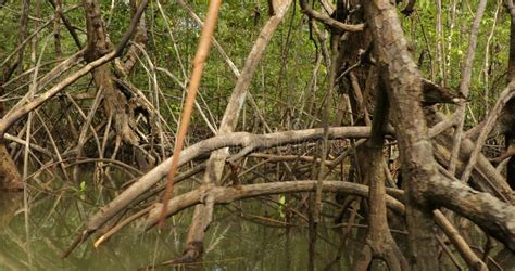 Mangrove Wood In The Coastal Pacific Water Stock Video Video Of
