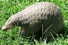 Chinese Pangolin Wikipedia