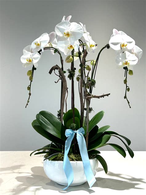 White Orchid Planter 4 Stems Yonge Florist