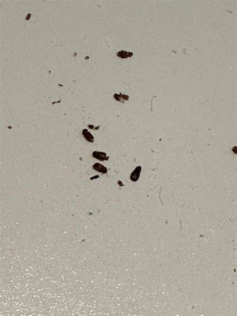 What Are These Tiny Household Pests R Whatisthisbug