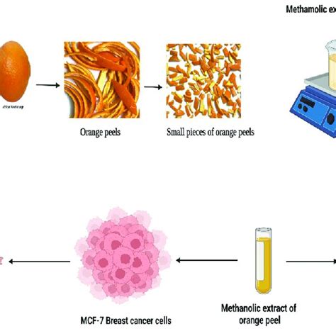 Schematic Representation Of Experimental Protocol Download Scientific Diagram