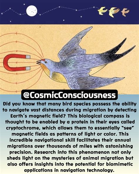 Did You Know That Many Bird Species Possess The Ability To Navigate Vast Distances During