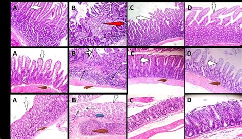 Photomicrographs Of The Duodenum Ileum And Colon In Rats Treated With
