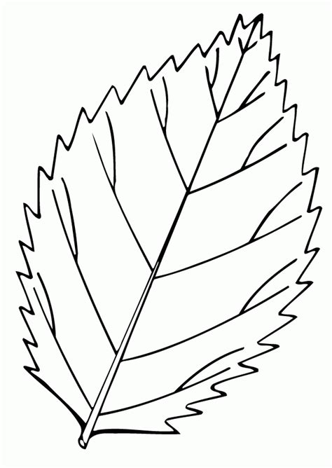 Free Oak Leaf Coloring Page Download Free Oak Leaf Coloring Page Png Images Free ClipArts On