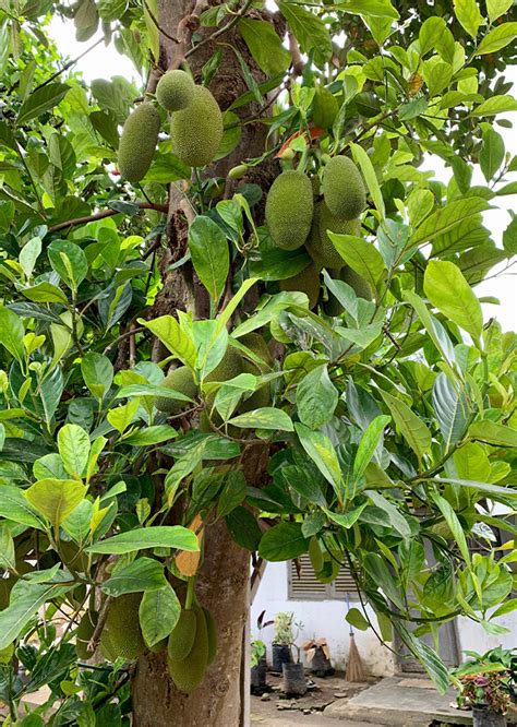 ⭐ 🔴 Artocarpus Heterophyllus The Herb Shed