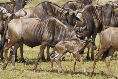 Wildebeest Migration And Calving Season Wyatt Dynasty Safaris