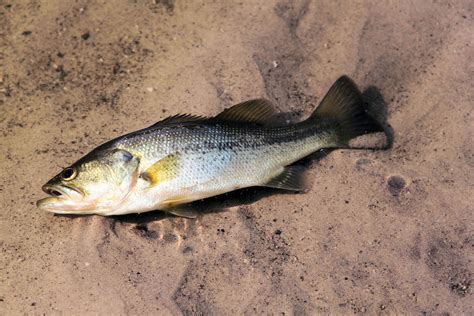 Largemouth Bass Free Photo Download Freeimages
